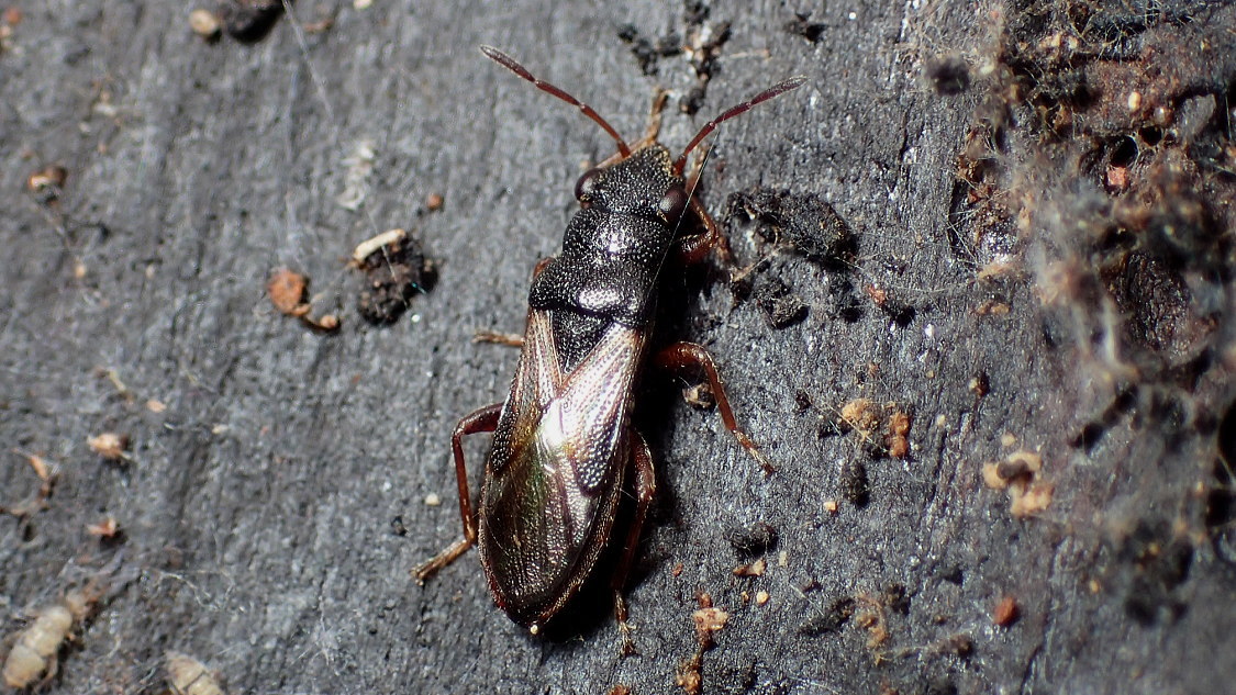 ミリ虫（微小昆虫） | 虫つれづれ＠対馬v2