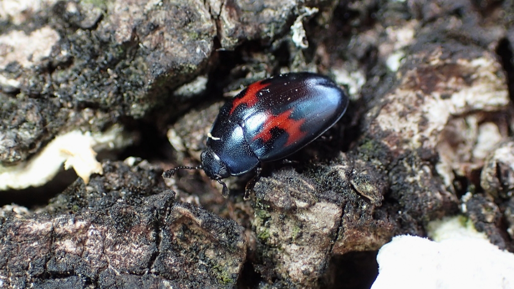ハスジオオキノコ | 虫つれづれ＠対馬v2