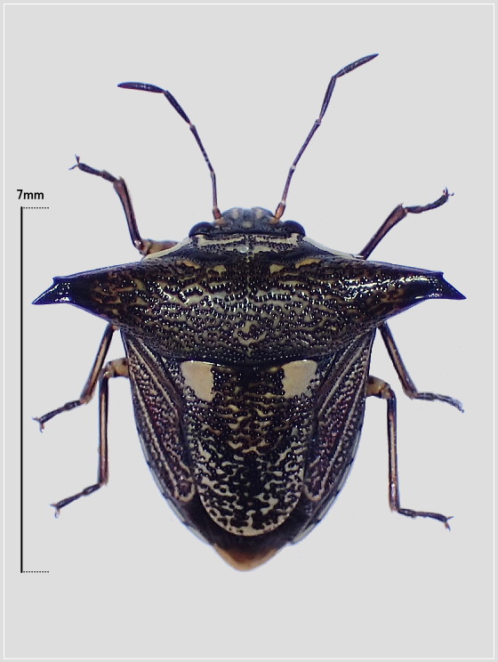 ウシカメムシ | 虫つれづれ＠対馬v2