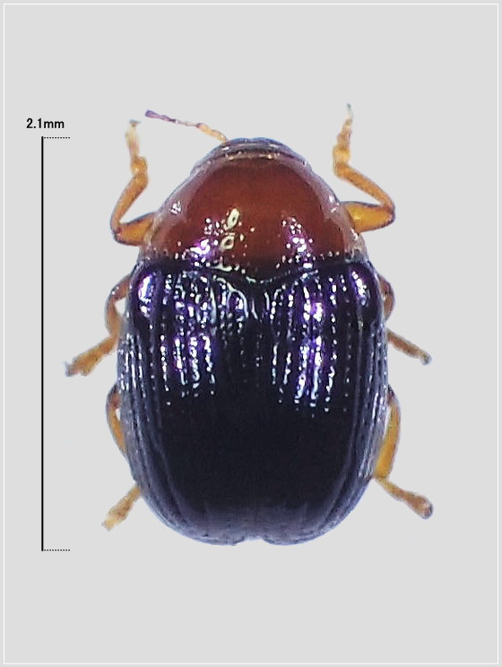 ムネミゾヒメツツハムシ | 虫つれづれ＠対馬v2