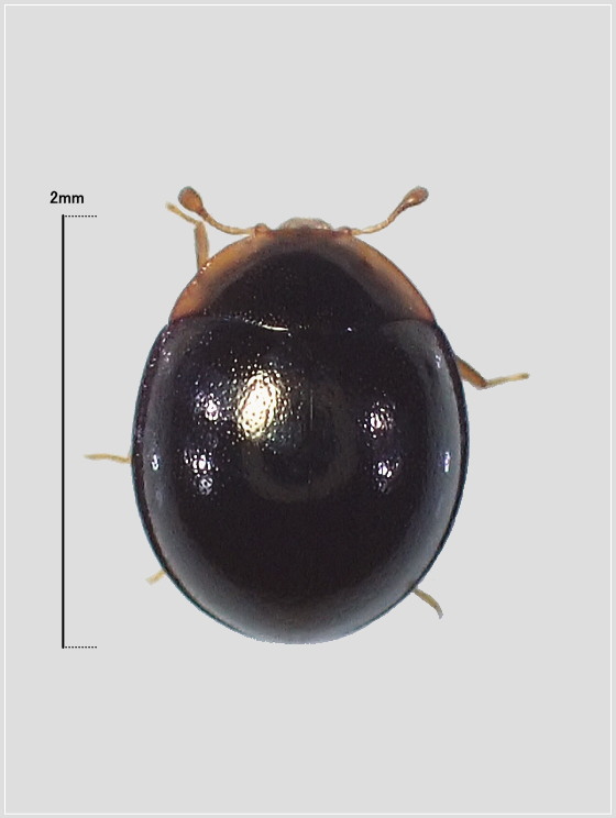 ミリ虫-44 クロミジンムシダマシ | 虫つれづれ＠対馬v2