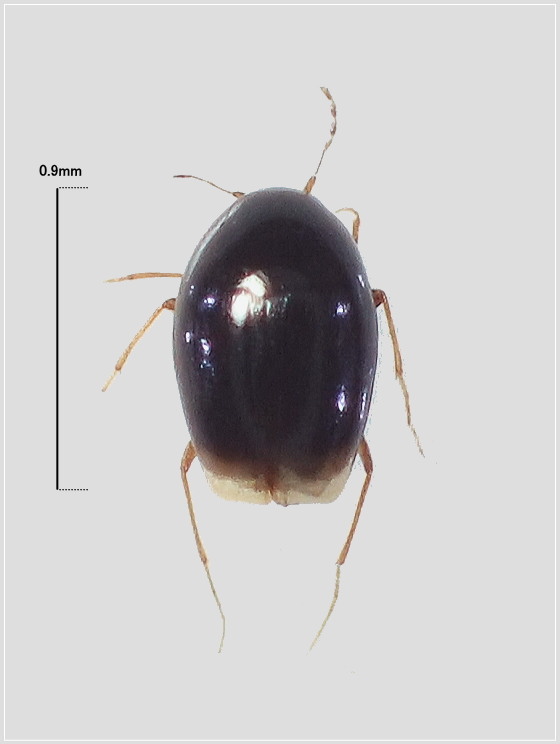 ミリ虫（微小昆虫） | 虫つれづれ＠対馬v2