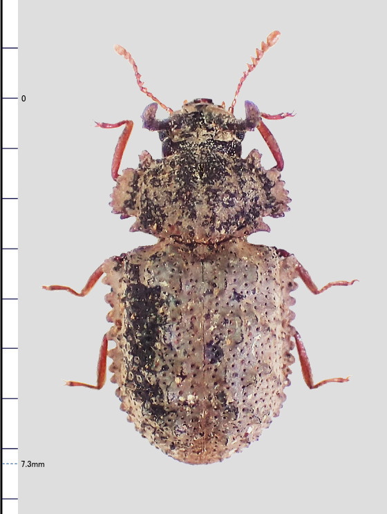 ニッポンチビコブツノゴミムシダマシ | 虫つれづれ＠対馬v2