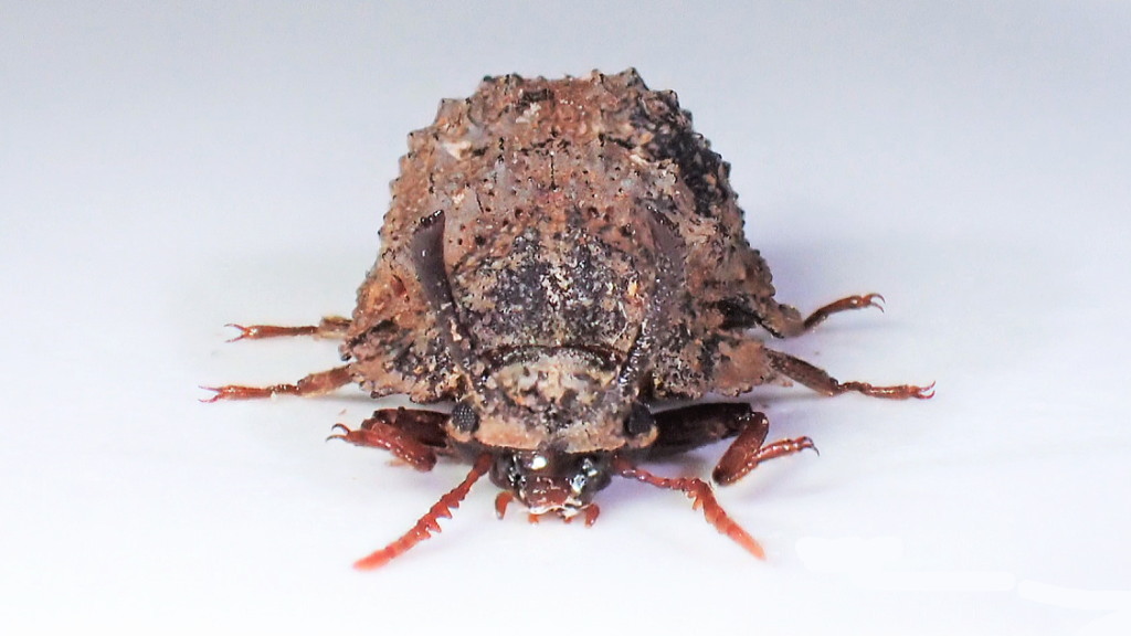 ニッポンチビコブツノゴミムシダマシ | 虫つれづれ＠対馬v2