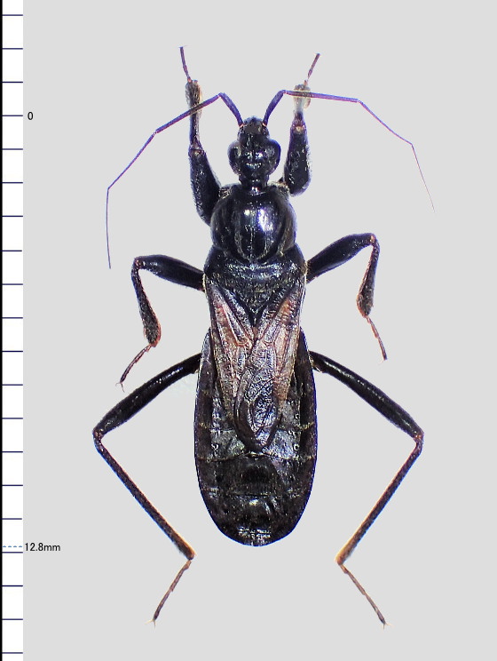 ヨツボシカメムシ と クロモンサシガメ | 虫つれづれ＠対馬v2