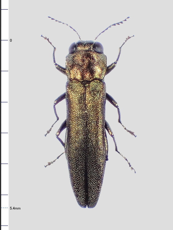 ウグイスナガタマムシ アサギナガタマムシ ヒメクロナガタマムシ | 虫つれづれ＠対馬v2