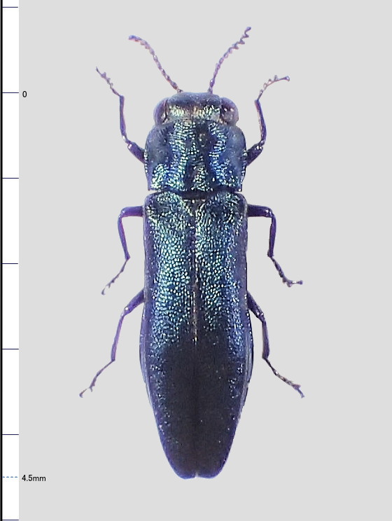 ウグイスナガタマムシ アサギナガタマムシ ヒメクロナガタマムシ | 虫つれづれ＠対馬v2