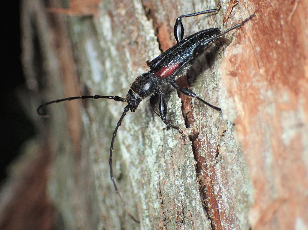 ヒメスギカミキリ | 虫つれづれ＠対馬v2