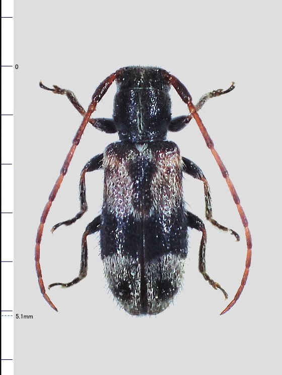 ニイジマチビカミキリ 対馬亜種 | 虫つれづれ＠対馬v2