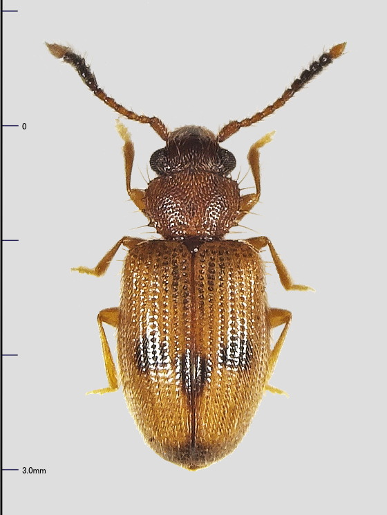 セマルヒラタムシ（Psammoecus属）の一種 | 虫つれづれ＠対馬v2