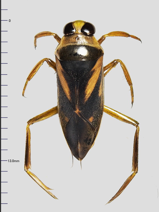 マツモムシ | 虫つれづれ＠対馬v2