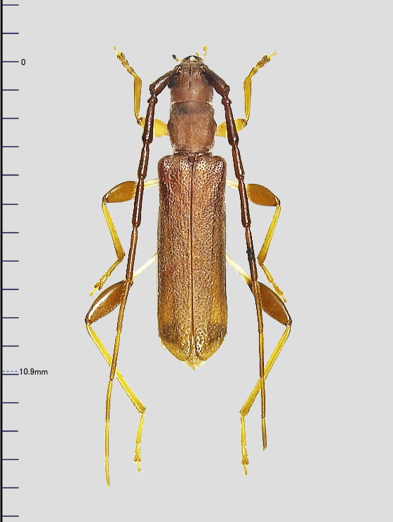 オガサワラチャイロカミキリ | 虫つれづれ＠対馬v2