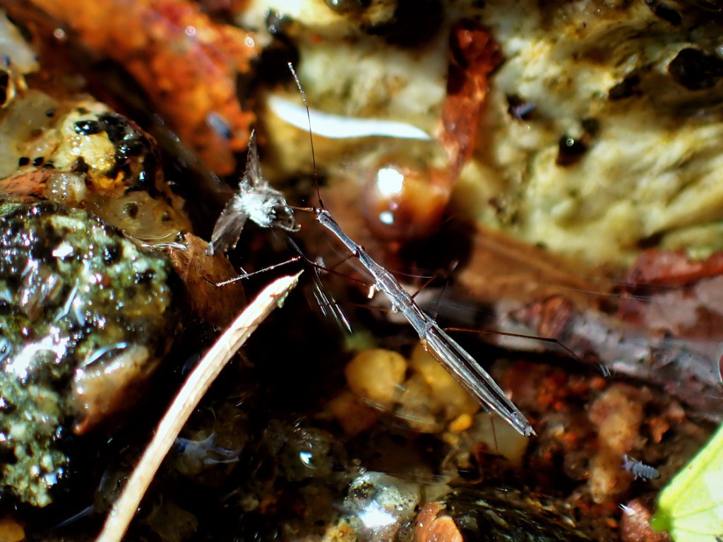 オキナワイトアメンボの捕食 | 虫つれづれ＠対馬v2