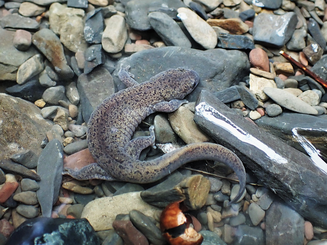 H. tsuensis グループB（Hynobius sp.） | 虫つれづれ＠対馬v2
