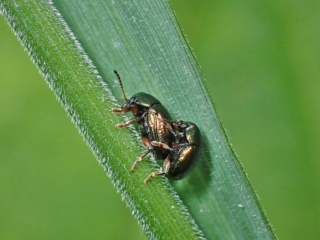 アオガネヒメサルハムシ？ | 虫つれづれ＠対馬v2