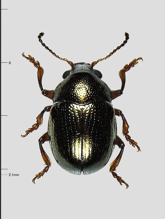 アオガネヒメサルハムシ？ | 虫つれづれ＠対馬v2