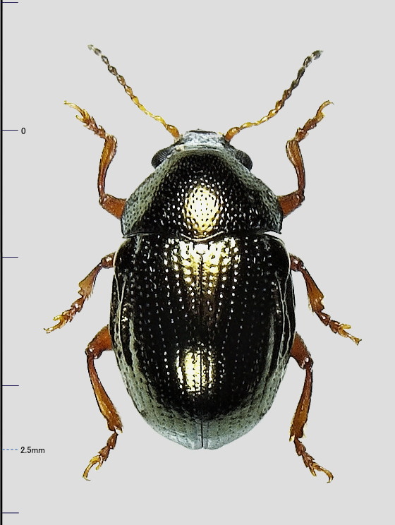 アオガネヒメサルハムシ？ | 虫つれづれ＠対馬v2