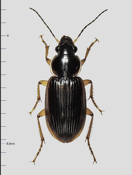 キベリゴモクムシ アオゴミムシの仲間 Chlaenius sp. →（追記）ムナビロアトボシアオゴミムシ | 虫つれづれ＠対馬v2