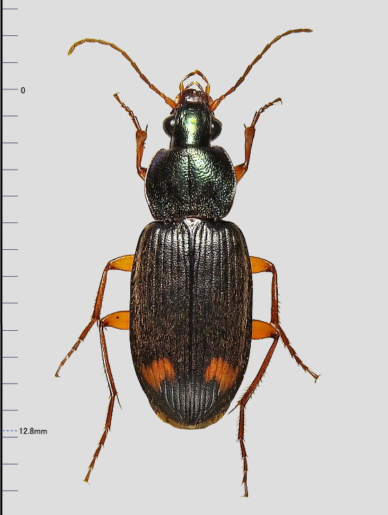 キベリゴモクムシ アオゴミムシの仲間 Chlaenius sp. →（追記）ムナビロアトボシアオゴミムシ | 虫つれづれ＠対馬v2