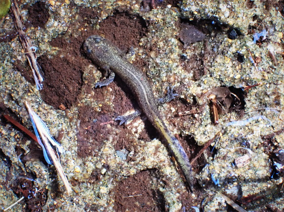 虫つれづれ＠対馬v2