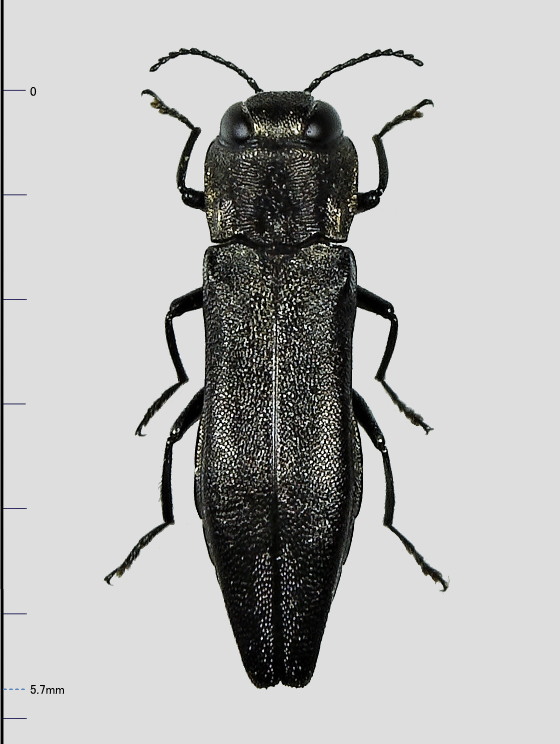 ホソアシナガタマムシ？ | 虫つれづれ＠対馬v2