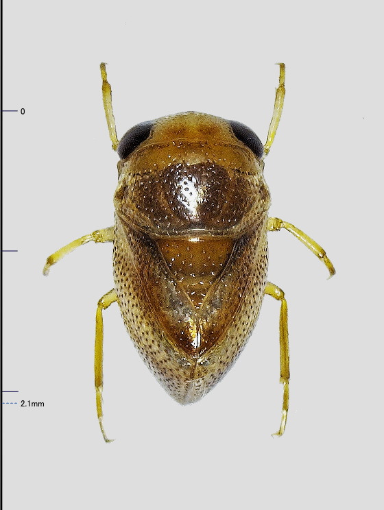 マルミズムシ | 虫つれづれ＠対馬v2