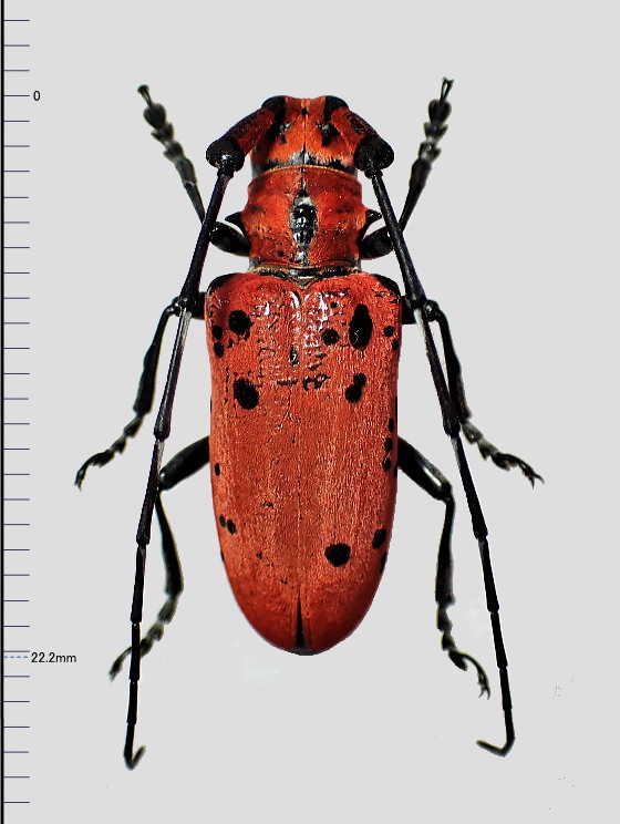 ホシベニカミキリ | 虫つれづれ＠対馬v2