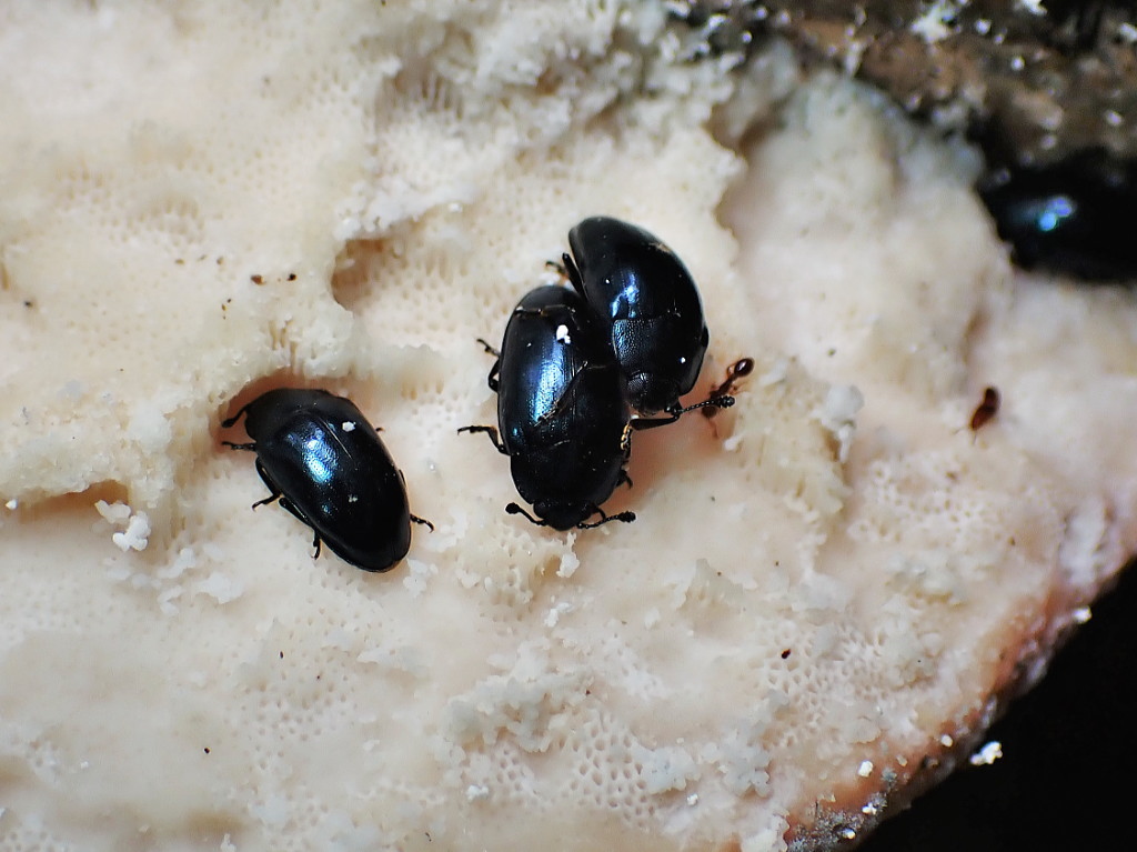 2022年06月の記事 | 虫つれづれ＠対馬v2