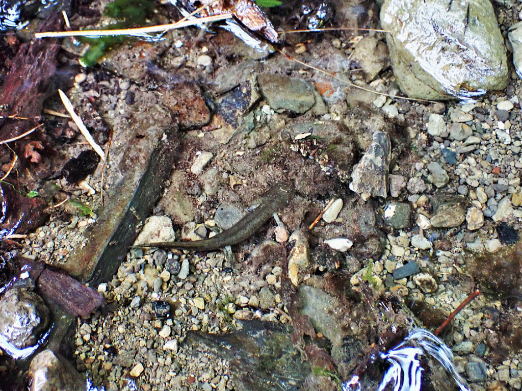 ツシマサンショウウオの幼体 | 虫つれづれ＠対馬v2