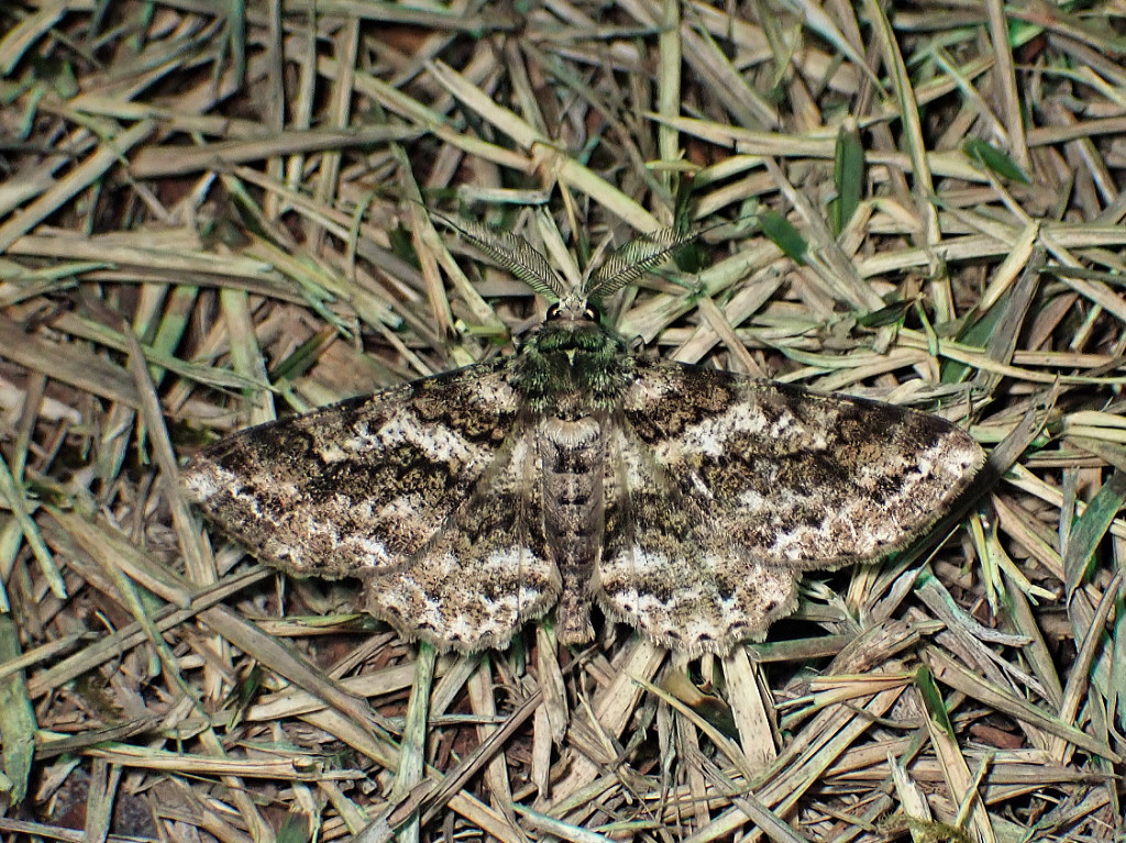 早春の蛾3種 | 虫つれづれ＠対馬v2