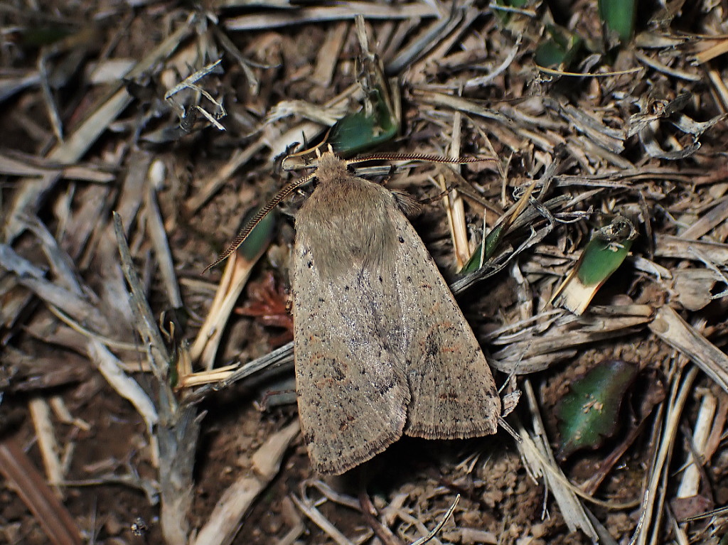 早春の蛾3種 | 虫つれづれ＠対馬v2