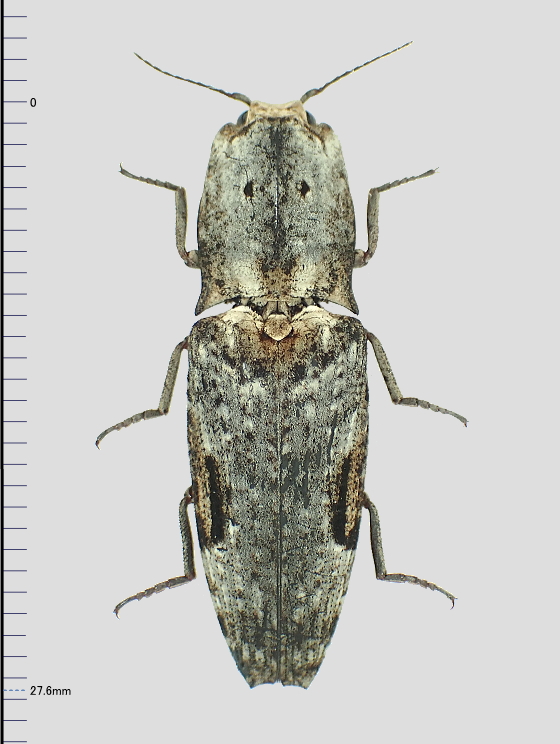 オオフタモンウバタマコメツキ | 虫つれづれ＠対馬v2