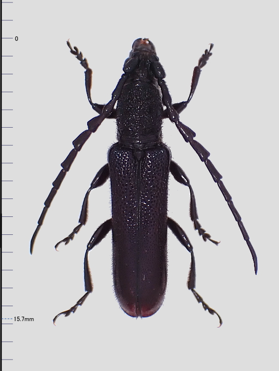 虫つれづれ＠対馬v2