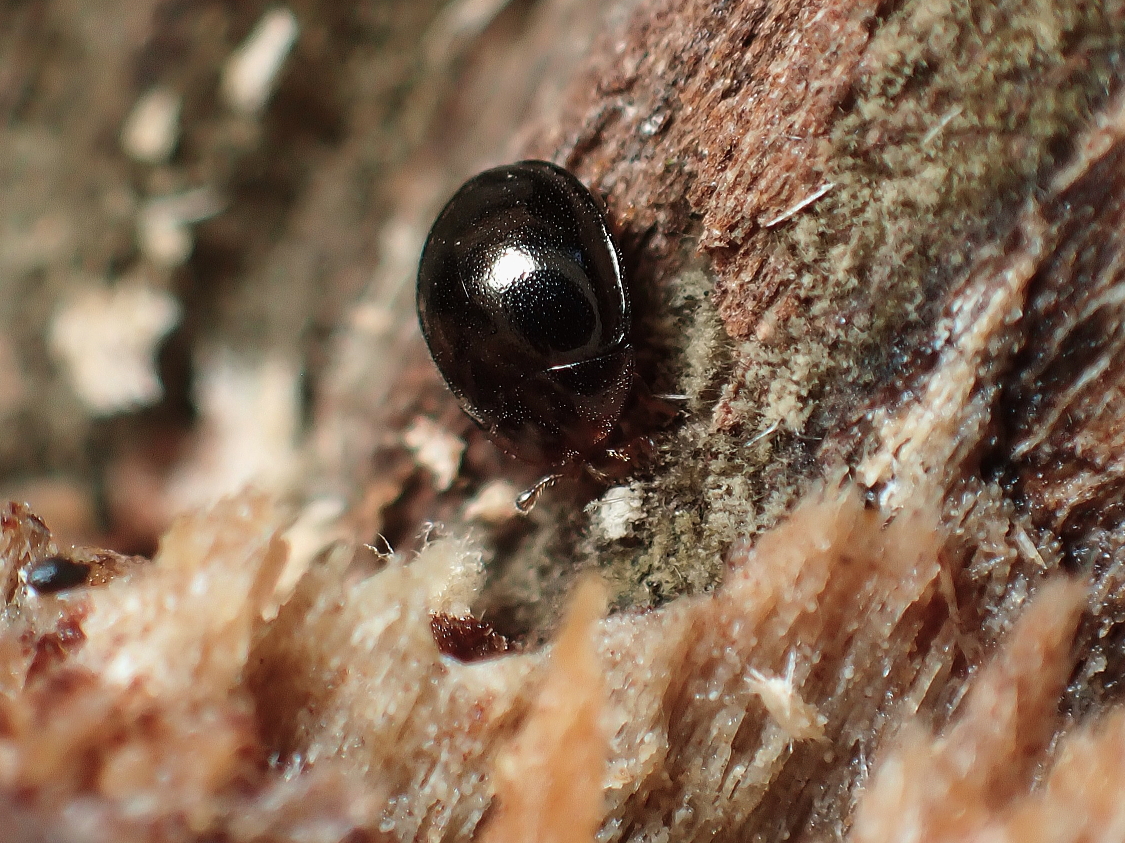 クロミジンムシダマシ | 虫つれづれ＠対馬v2