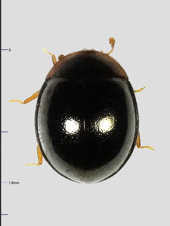 クロミジンムシダマシ | 虫つれづれ＠対馬v2