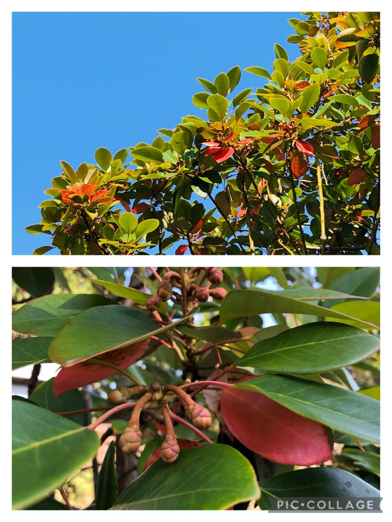 まだまだ | りはにわブログ 鹿児島県指宿市山川 橋口医院 リハビリの庭