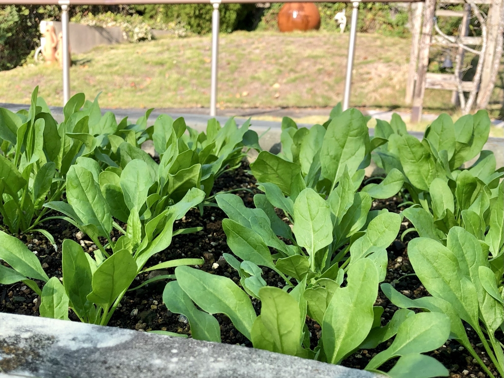まだまだ | りはにわブログ 鹿児島県指宿市山川 橋口医院 リハビリの庭
