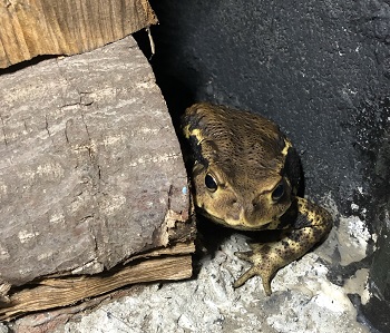 トムとジェリー。。 | The way it is