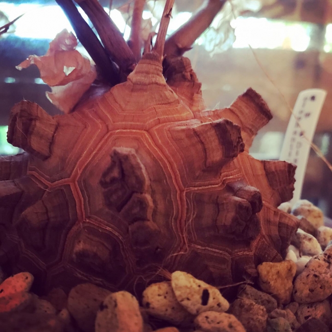 亀甲竜、始動～2019年8月：亀甲竜の太らせ方。 | マホガニーなDaily☆