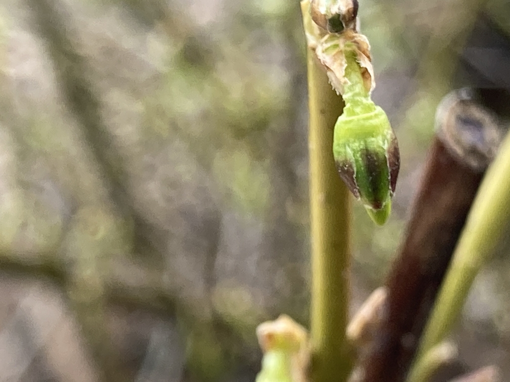 cafe中寿美 店長のつぶやき