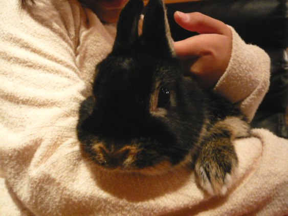 クリスマスキャンペーン2日目のShot's of the day♪ - rabbitbase’s diary