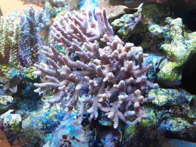 エキゾチックアフリカ（海水）入荷情報