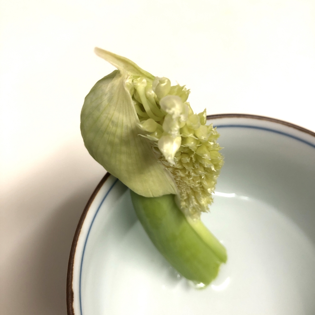 さまざま | Karashima Biwa