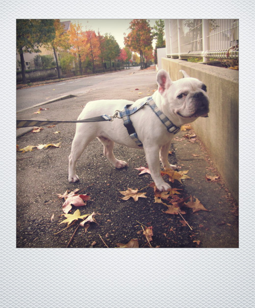 定休日 | ドムカデザイン ～staff dialy～