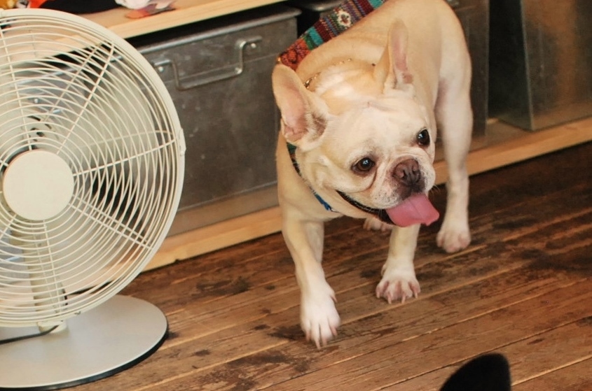 海の日 | ドムカデザイン ～staff dialy～