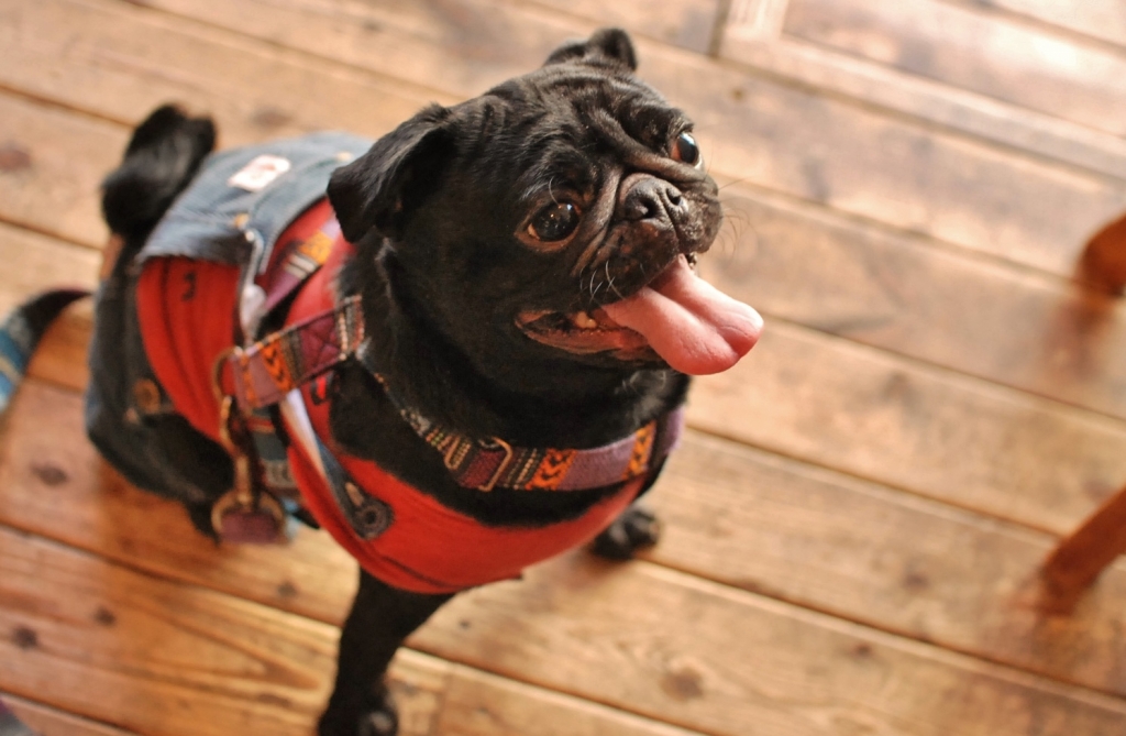 ビートルズの日 | ドムカデザイン ～staff dialy～