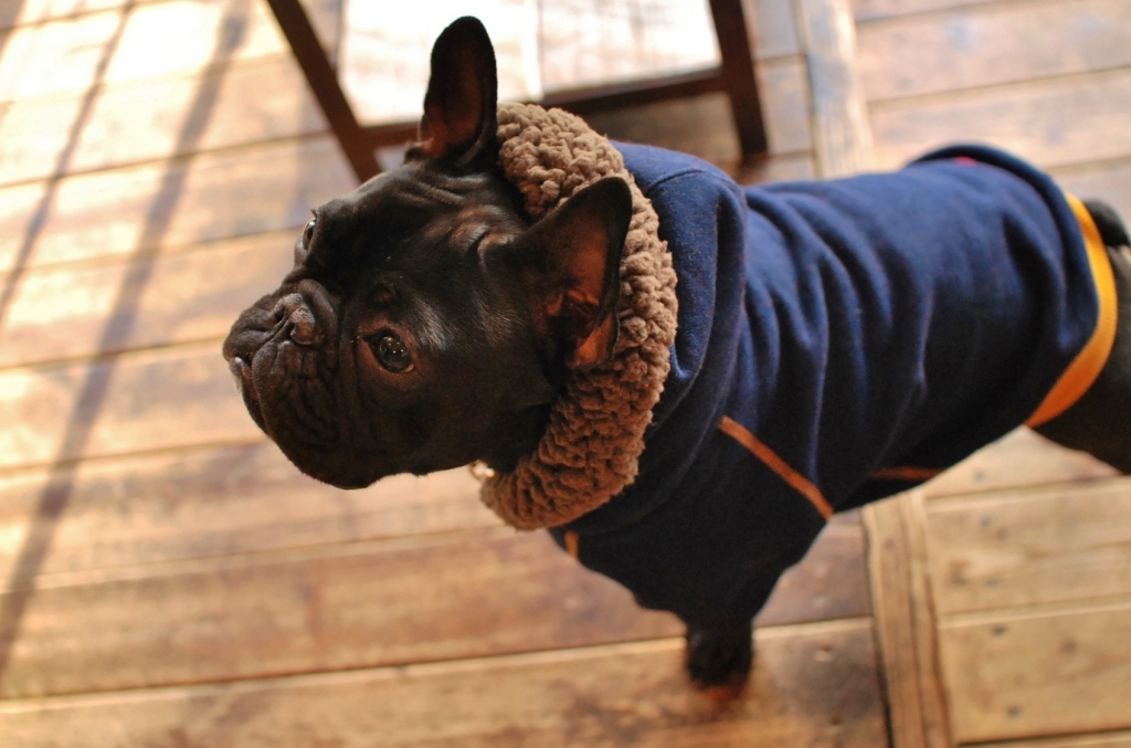 ビートルズの日 | ドムカデザイン ～staff dialy～