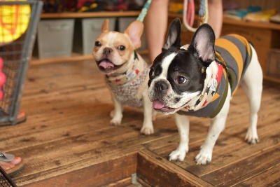 富士山測候所記念日 | ドムカデザイン ～staff dialy～
