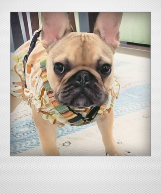 バイクの日 | ドムカデザイン ～staff dialy～