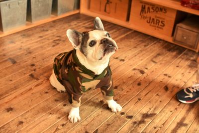 臨時休業 | ドムカデザイン ～staff dialy～